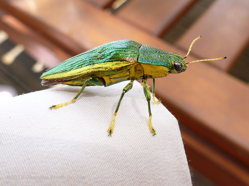 Fiji, March 17; Circumambulating Waya Island – Jennifer Steen Booher
